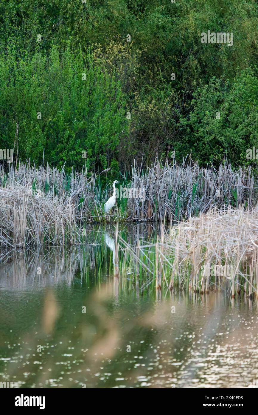 White great egret on the lake from far distance Stock Photo - Alamy