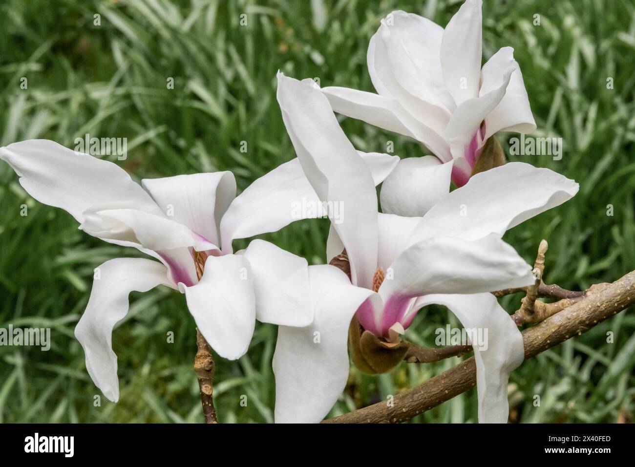 White magnolia in full hi-res stock photography and images - Alamy