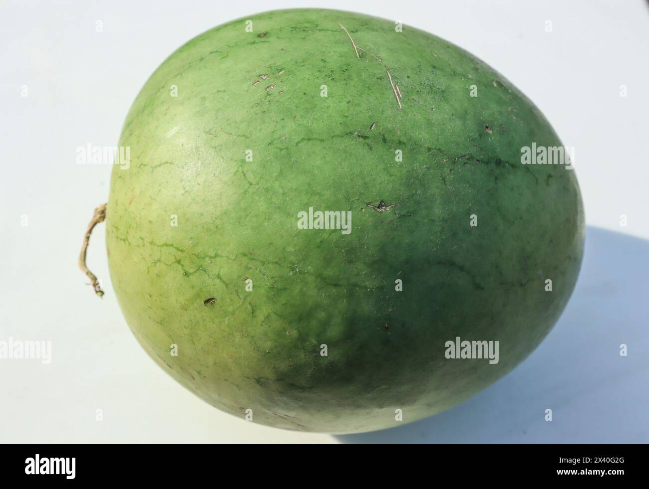 Melon varieties hi-res stock photography and images - Alamy