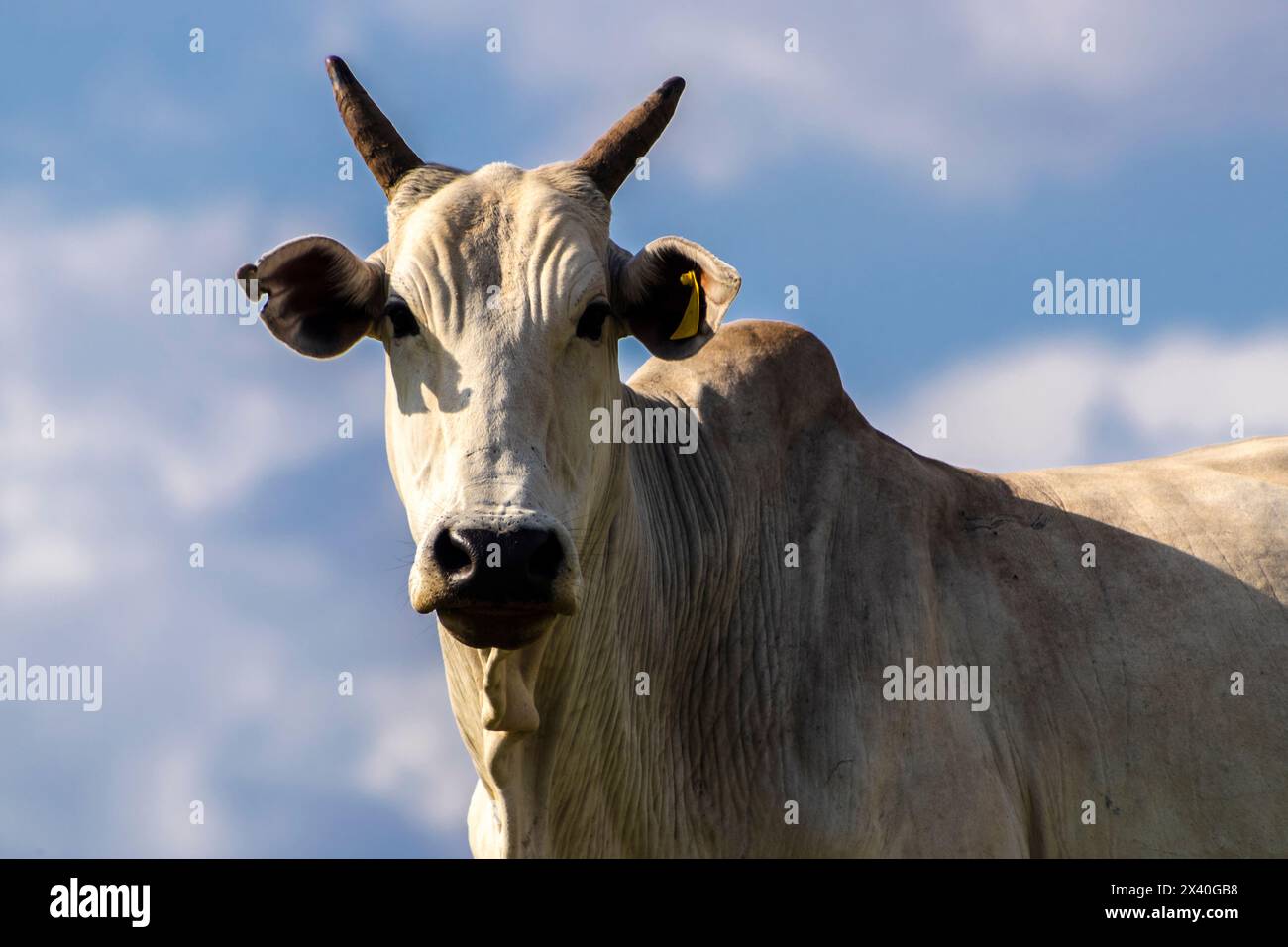 Zebu Nellore cow in the pasture area of a beef cattle farm in Brazil Stock Photo - Alamy