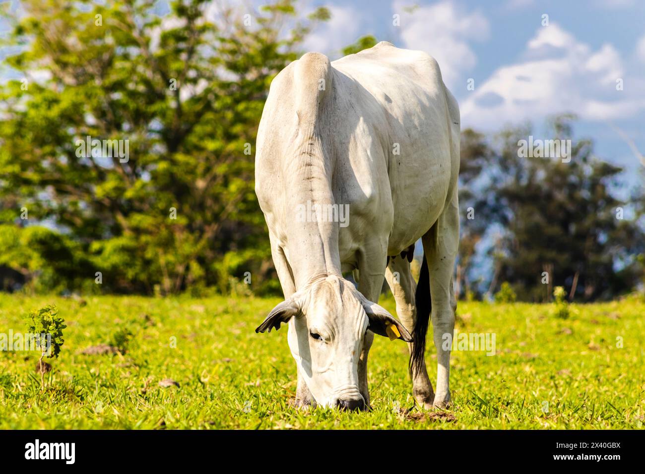 Zebu Nellore cow in the pasture area of a beef cattle farm in Brazil ...