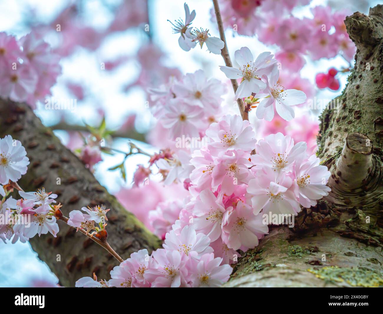 Light pink cherry flowers on a tree trunk. Close-up, blurred background ...