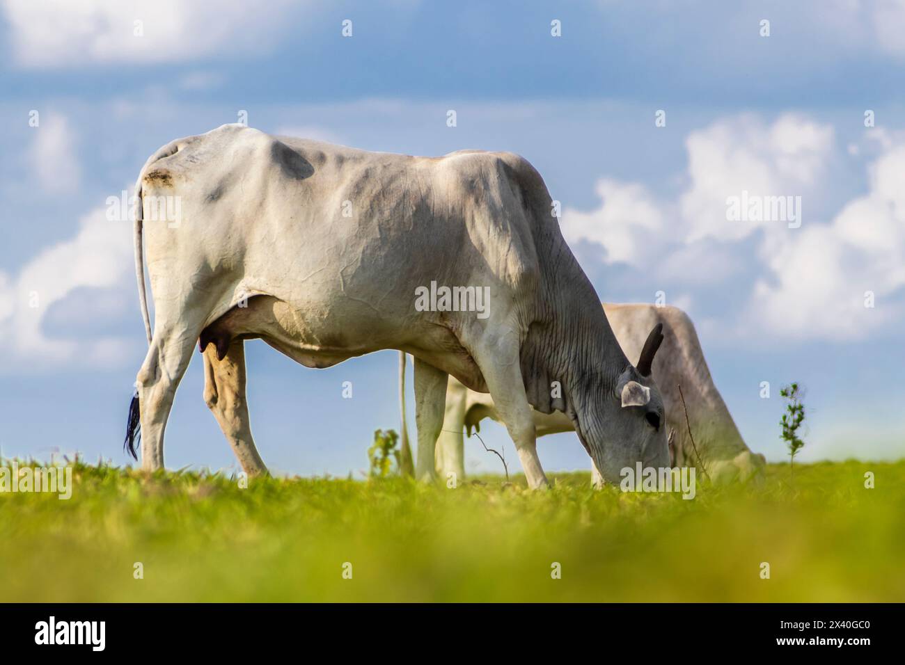 Zebu Nellore cow in the pasture area of a beef cattle farm in Brazil Stock Photo - Alamy