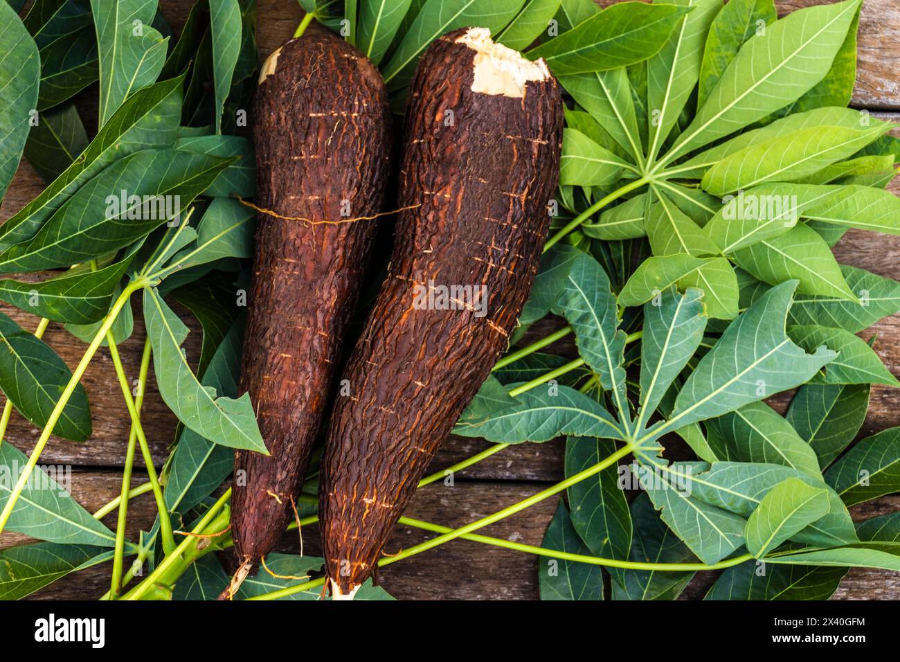 Cassava root and green leaves of the plant on a wooden table in Brazil ...