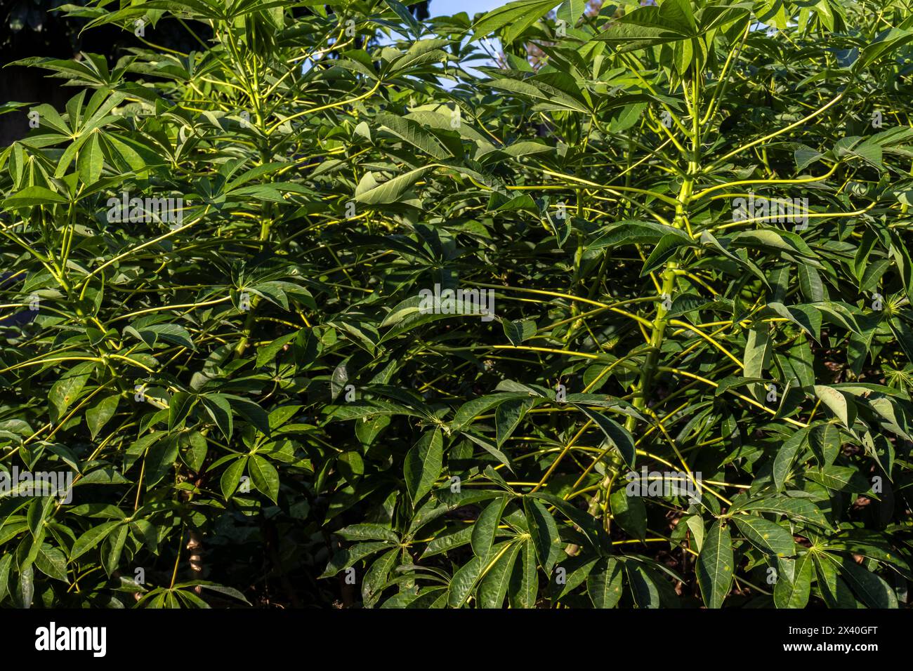 Cassava or manioc plant field on the family farm in Brazil Stock Photo ...