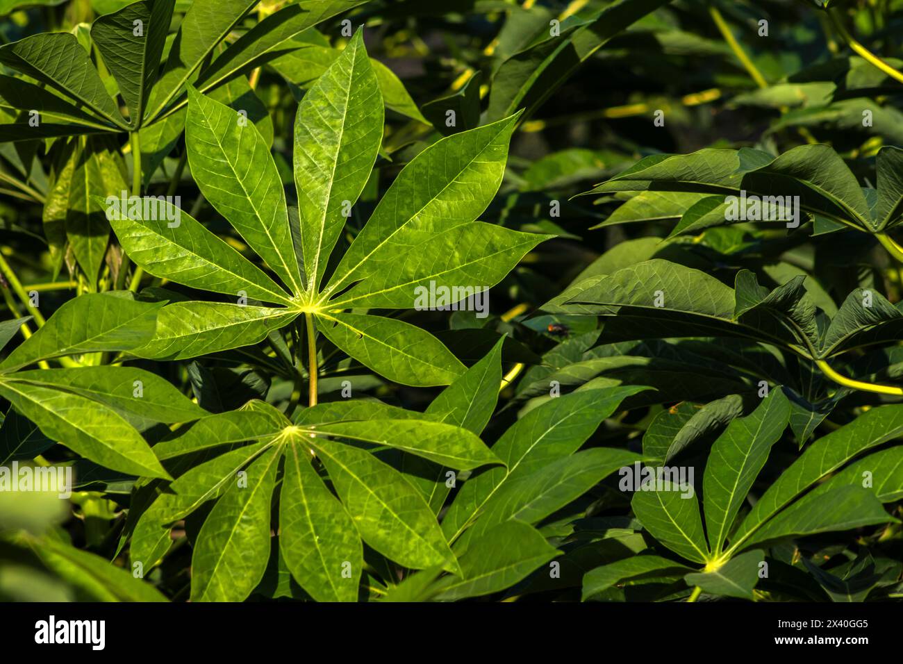 Cassava or manioc plant field on the family farm in Brazil Stock Photo ...