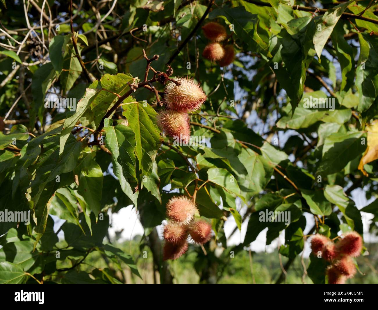 Bija tree hi-res stock photography and images - Alamy