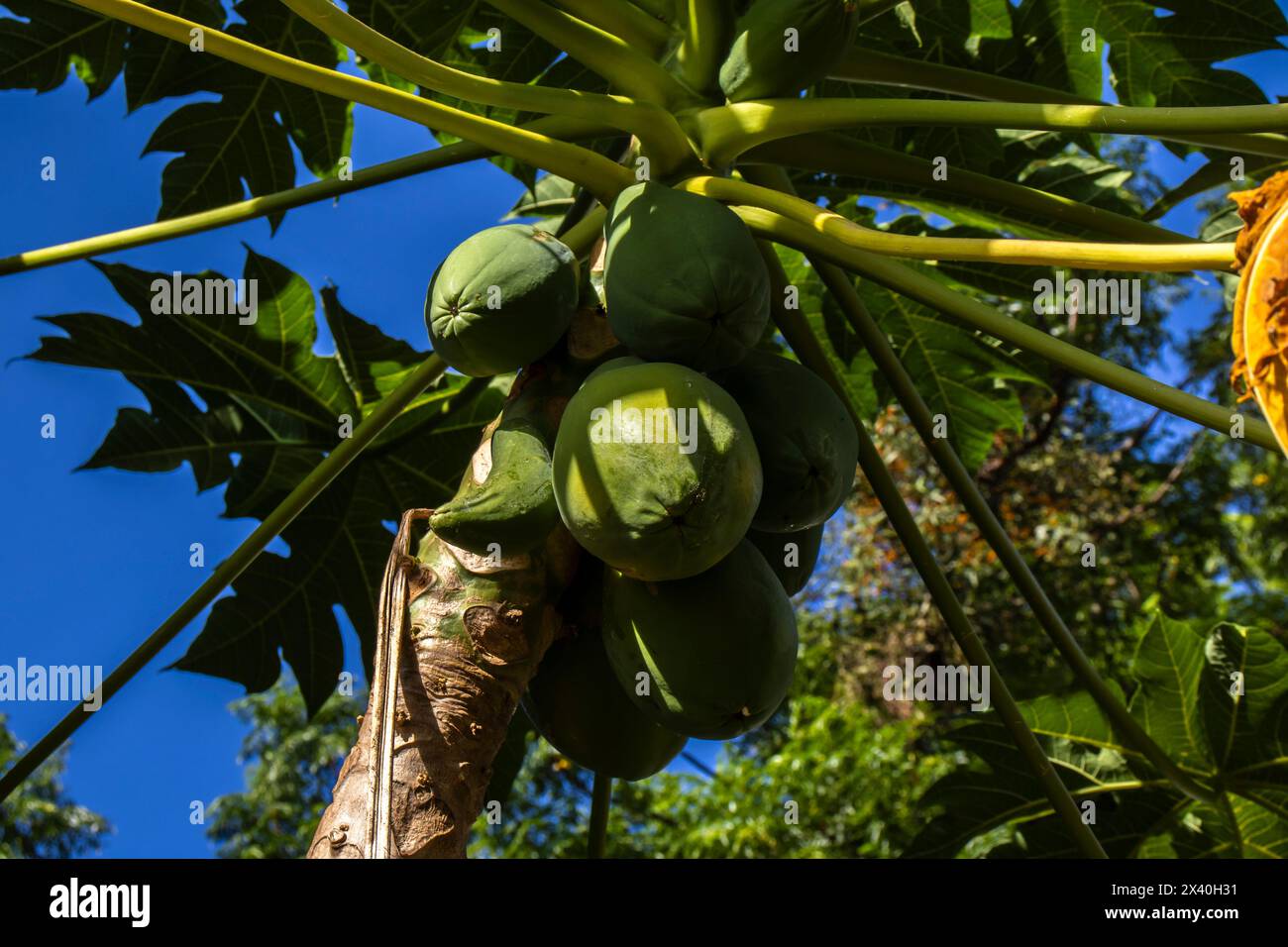 Subsistence agriculture brazil hi-res stock photography and images - Alamy