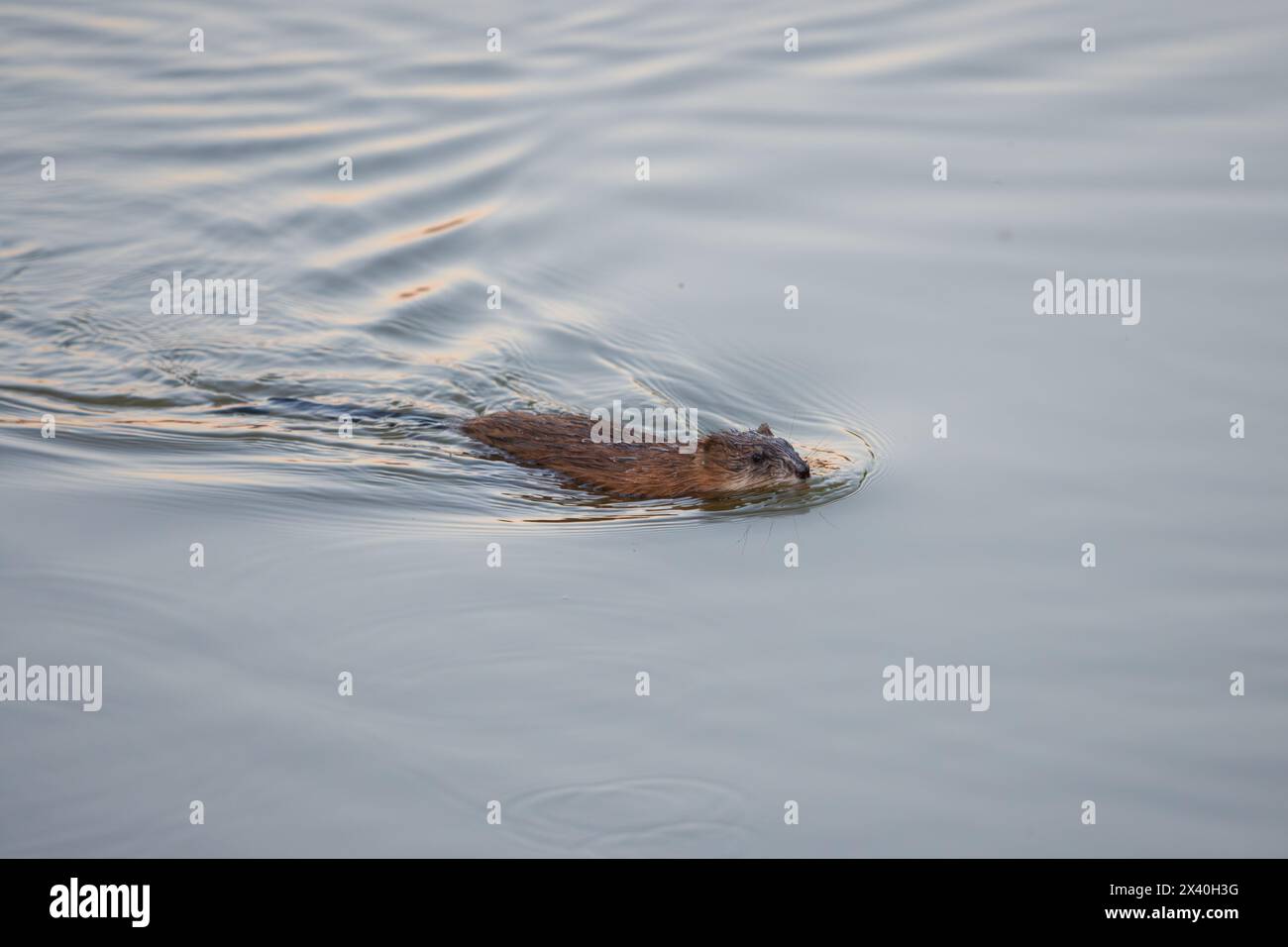Beaver swimming in water hi-res stock photography and images - Alamy