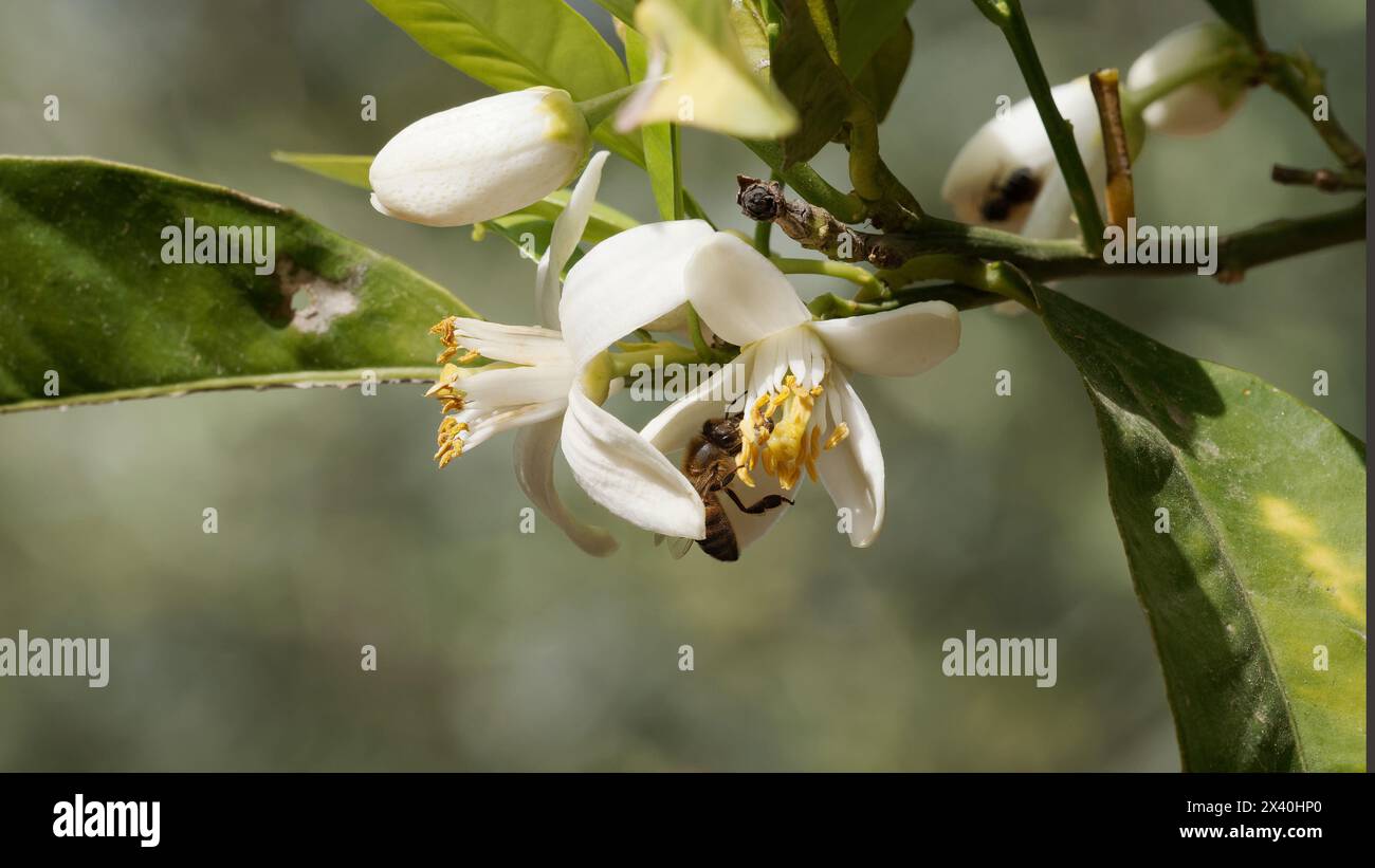 Lemon tree flowers hi-res stock photography and images - Alamy