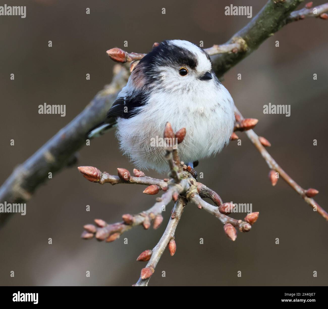 A Long Tailed Tit (Aegithalos caudatus) hanging on a thin Oak Tree ...