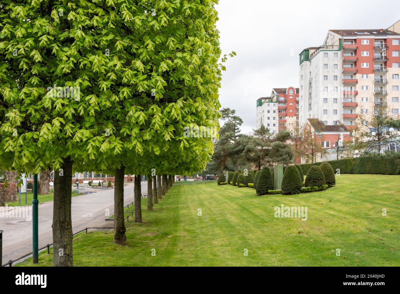Neatly trimmed trees and park lawn. Trimmed trees close-up Stock Photo ...