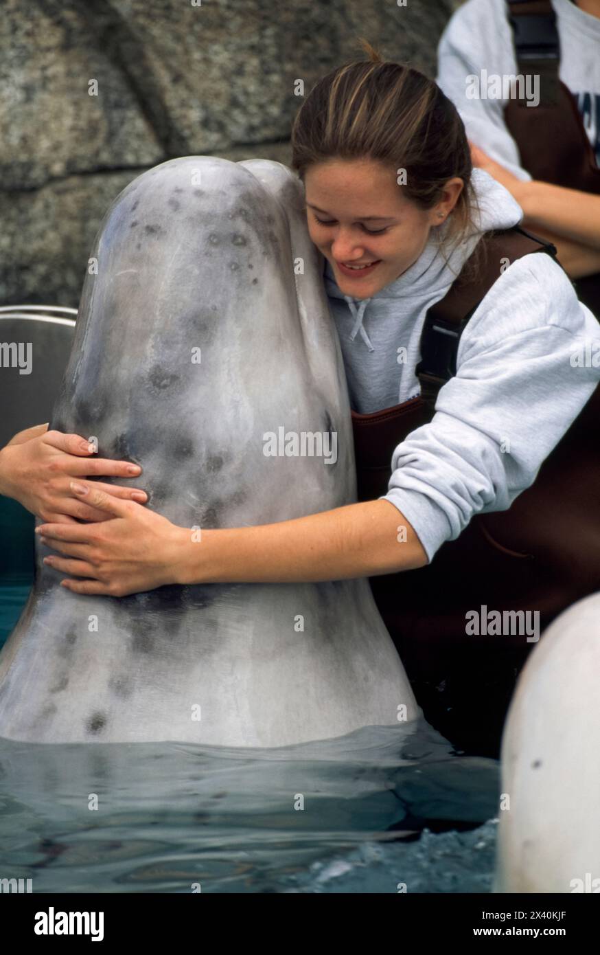 Beluga delphinapterus leucas hi-res stock photography and images - Alamy