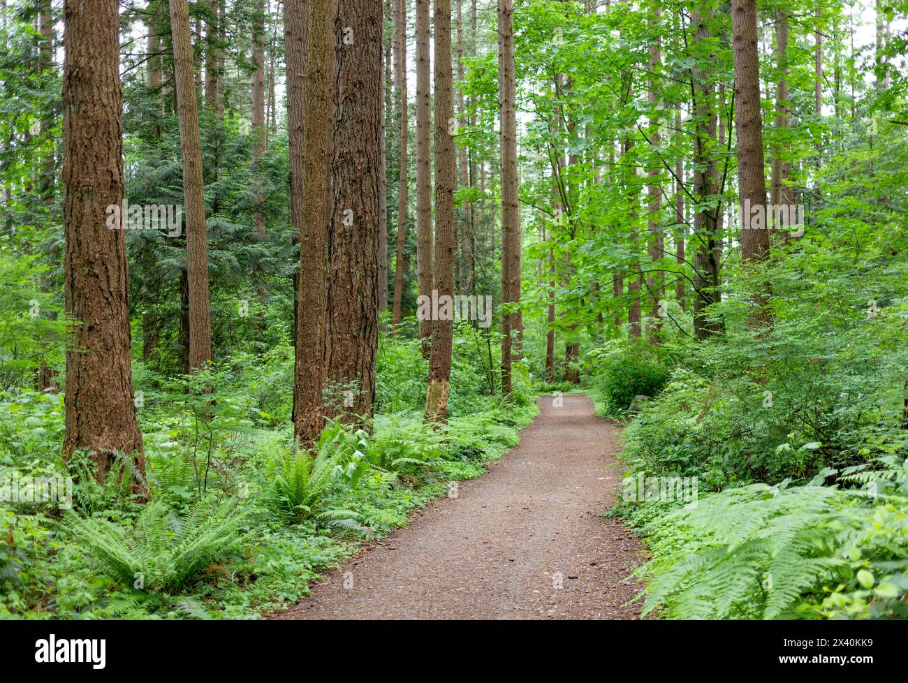 View of a dirt pathway through the Watershed Forest Trail; Delta ...