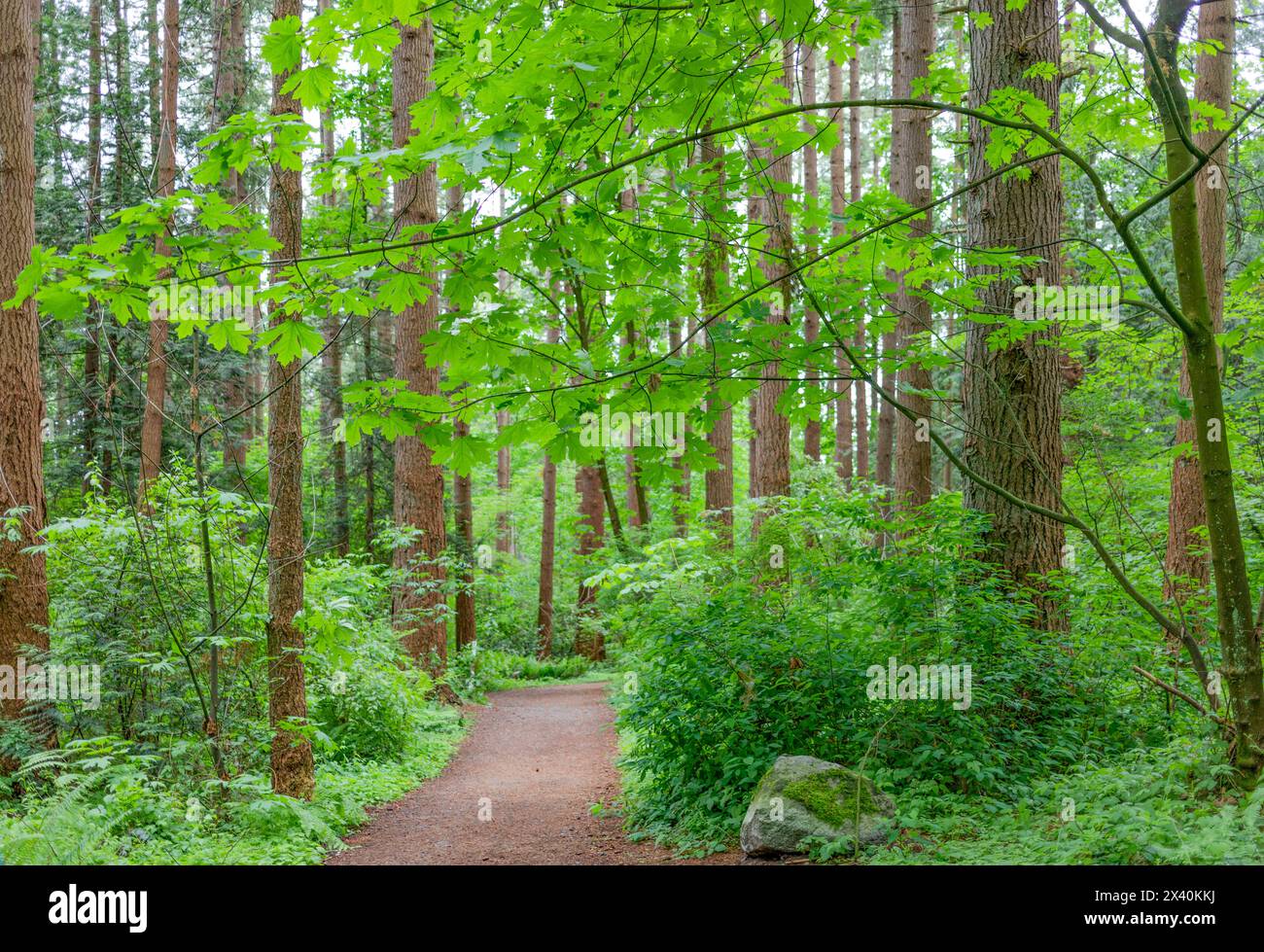 View of a dirt pathway through the Watershed Forest Trail; Delta ...