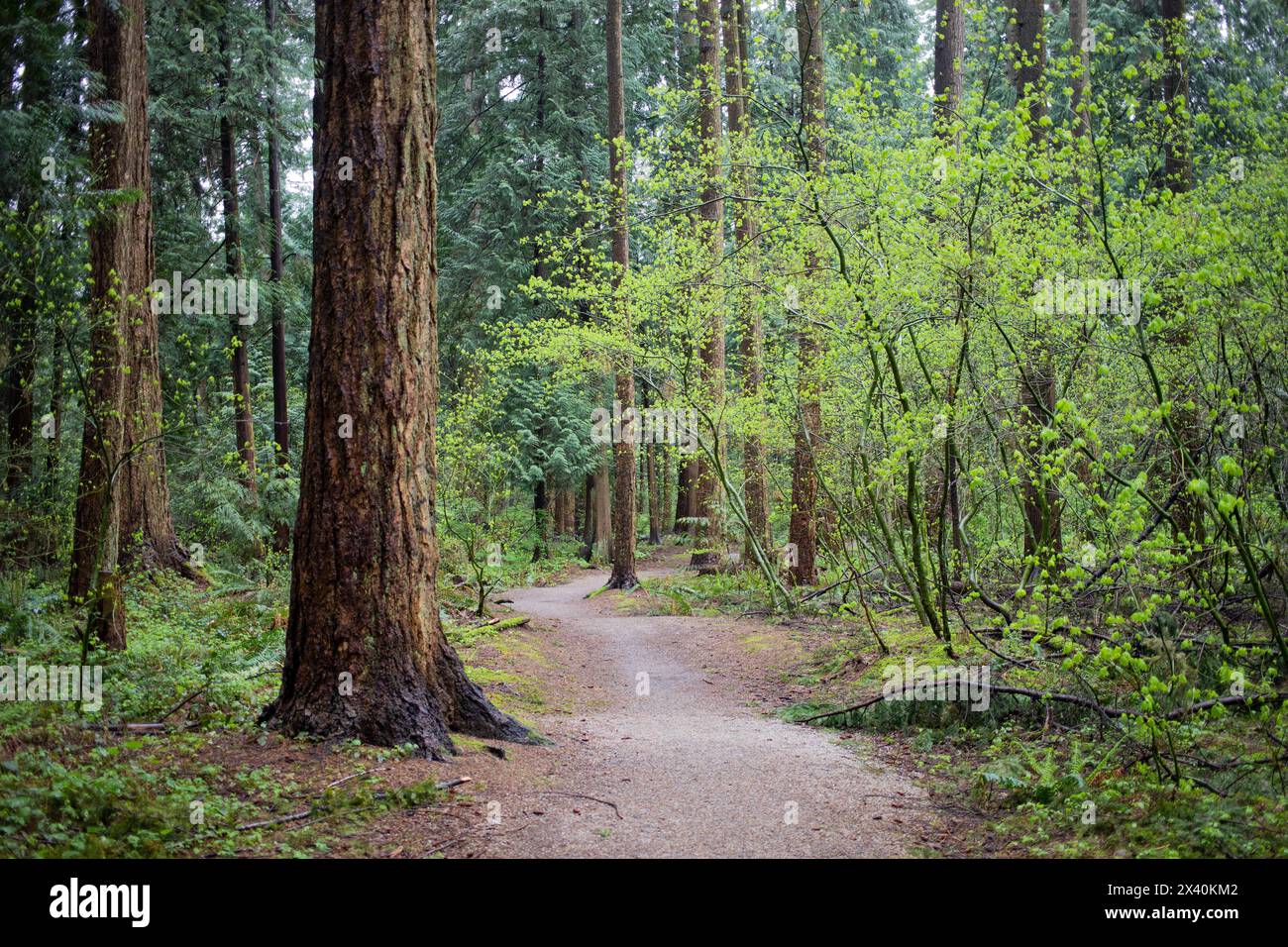View of a dirt pathway through the Green Timbers Urban Forest; Surrey ...