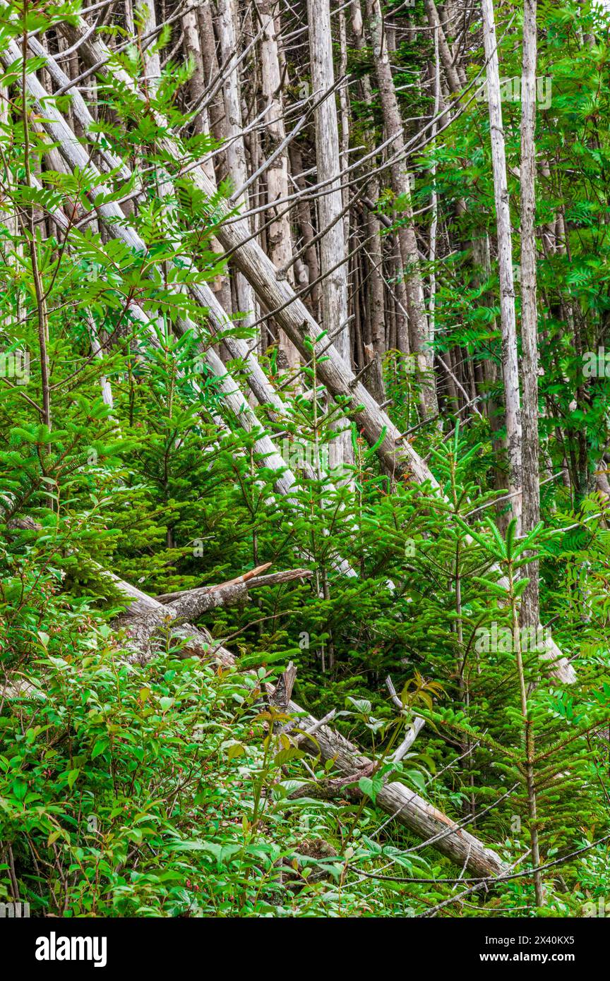 Dead trees leaning in a forest, and environmental degradation at ...