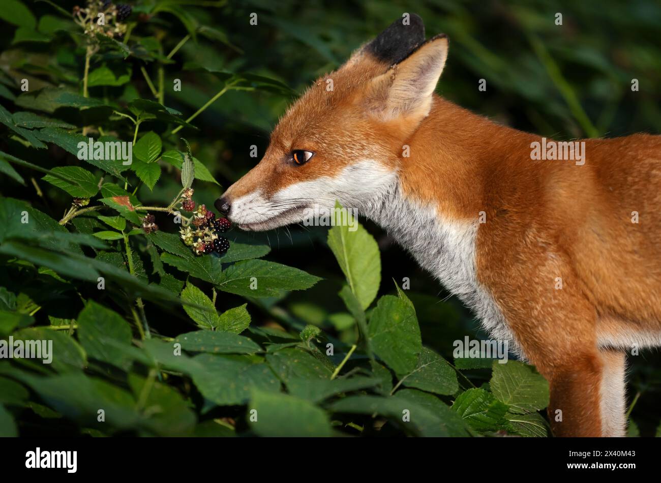 Close up of a Red fox cub eating blackberries in a forest Stock Photo ...