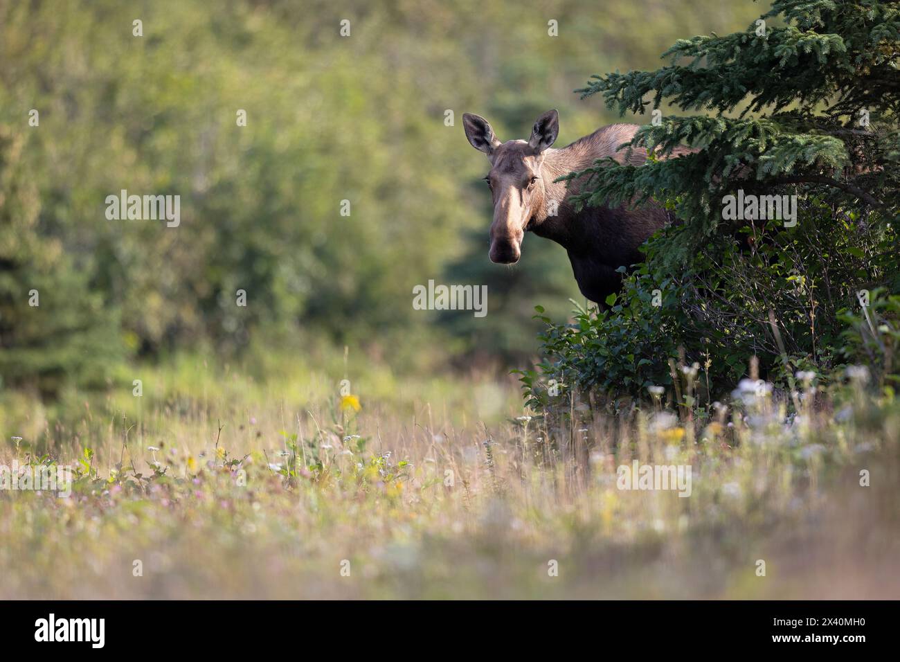 A cow moose (Alces alces) peeks out from behind a spruce tree on a late ...