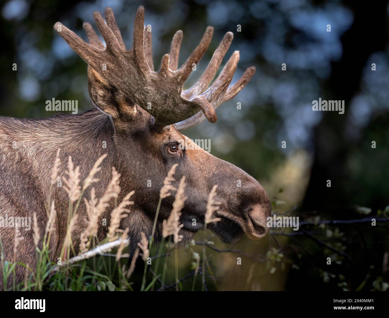 A young bull moose, Alces alces, its antlers in late-summer velvet ...