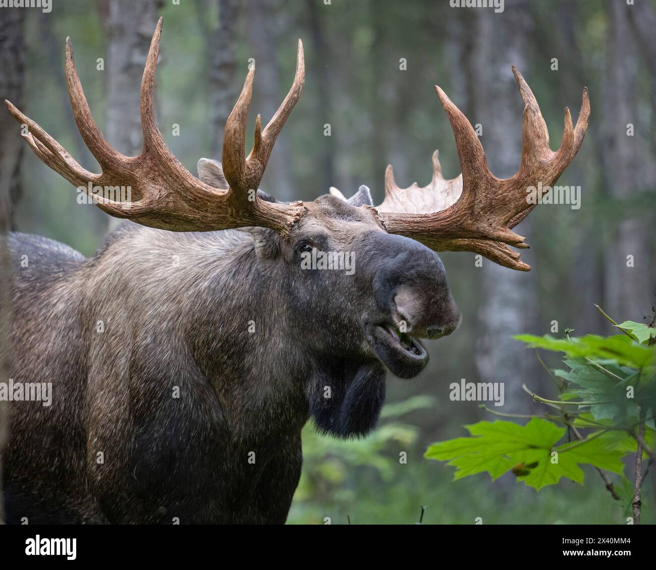 Close-up portrait of a mature, bull moose (Alces Alces) with its ...