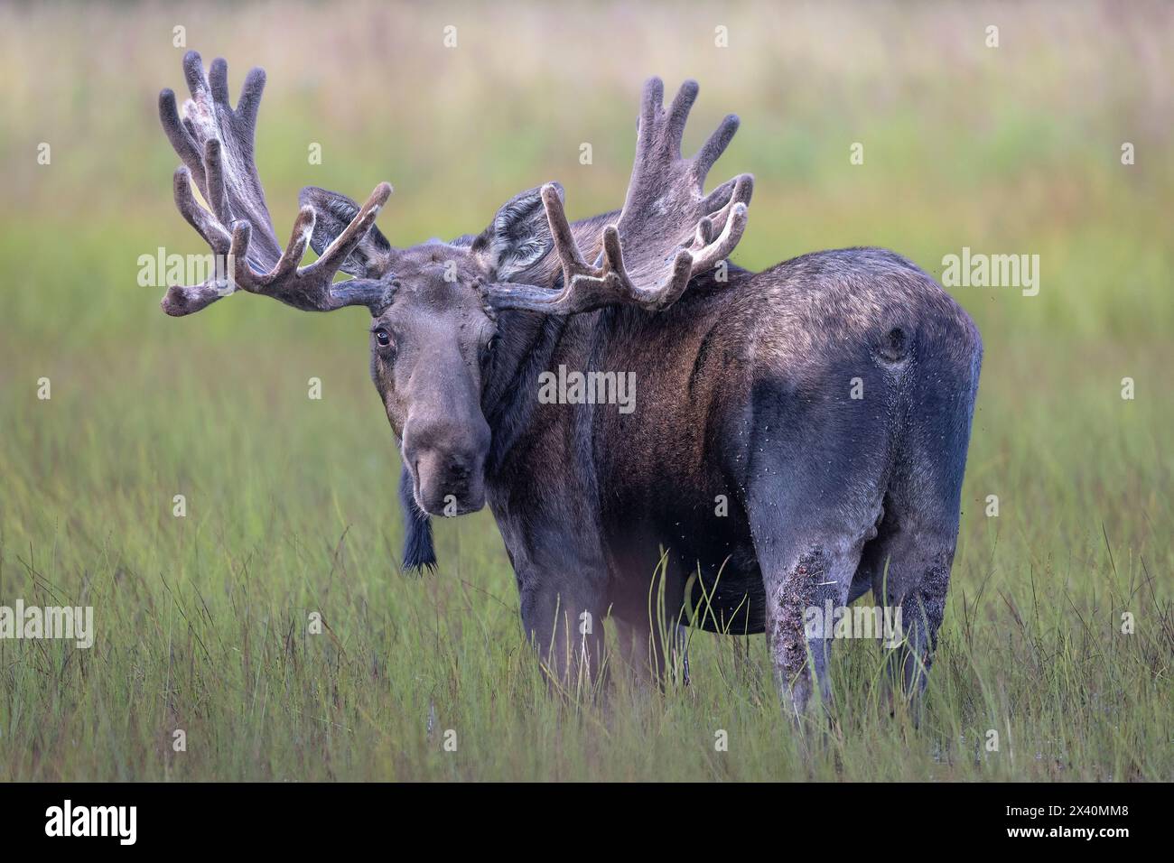 Portrait of a bull moose (Alces Alces) with its antlers in late-summer ...