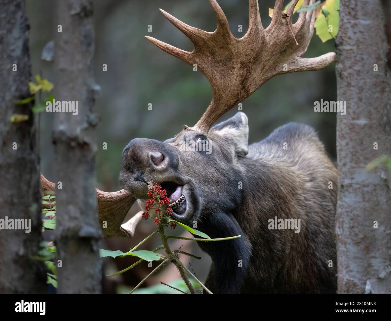 Close-up of a mature, bull moose (Alces Alces) eating ripe, red devil's ...