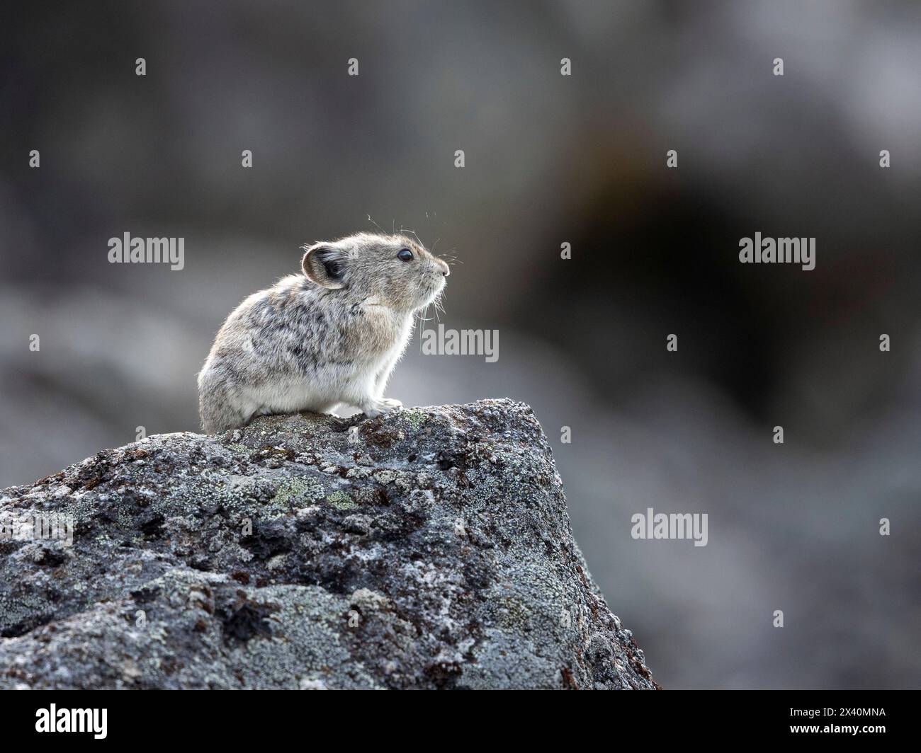Alaskas hatcher pass hi-res stock photography and images - Alamy