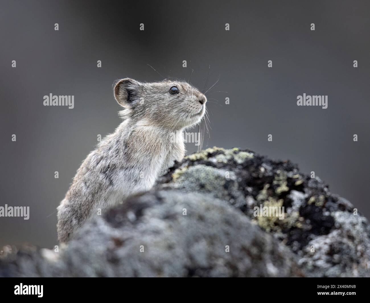 Alaskas hatcher pass hi-res stock photography and images - Alamy