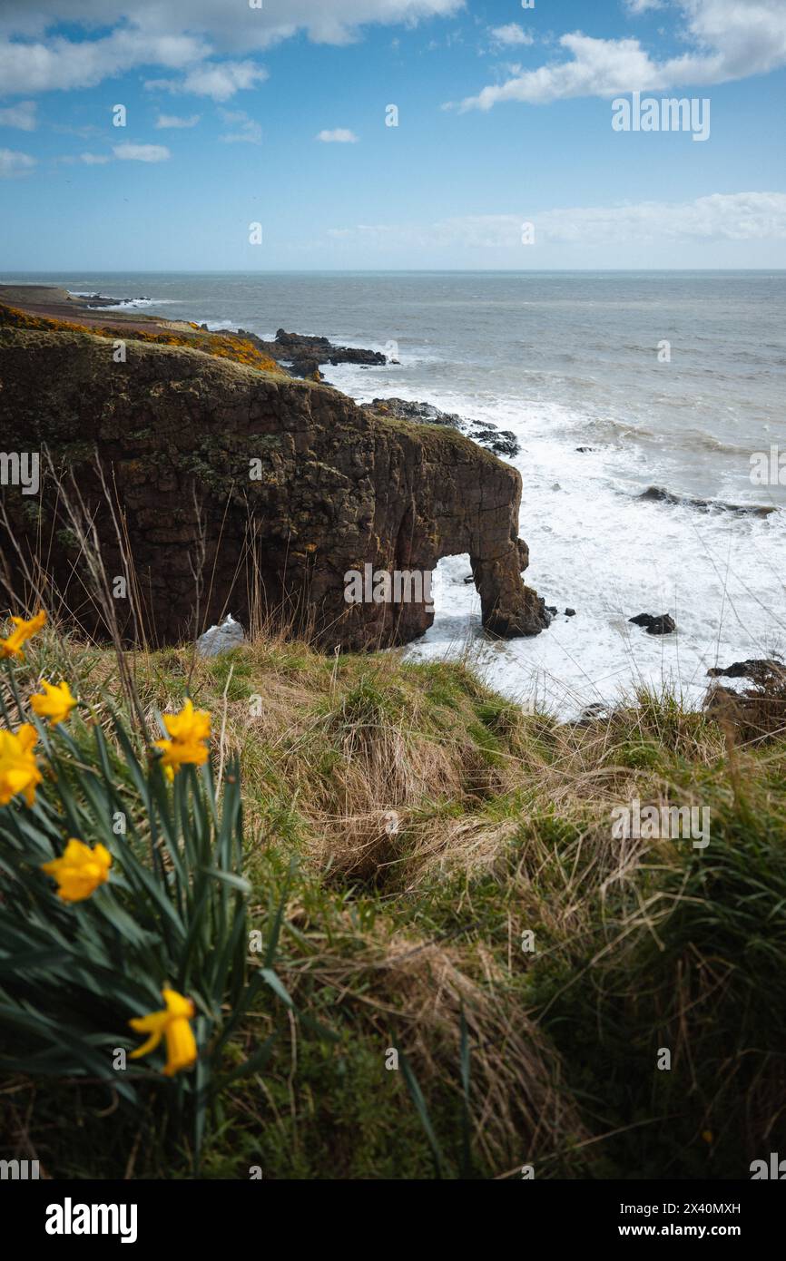 Elephant Rock sea arch on the northeast coast of Scotland, Angus, with ...