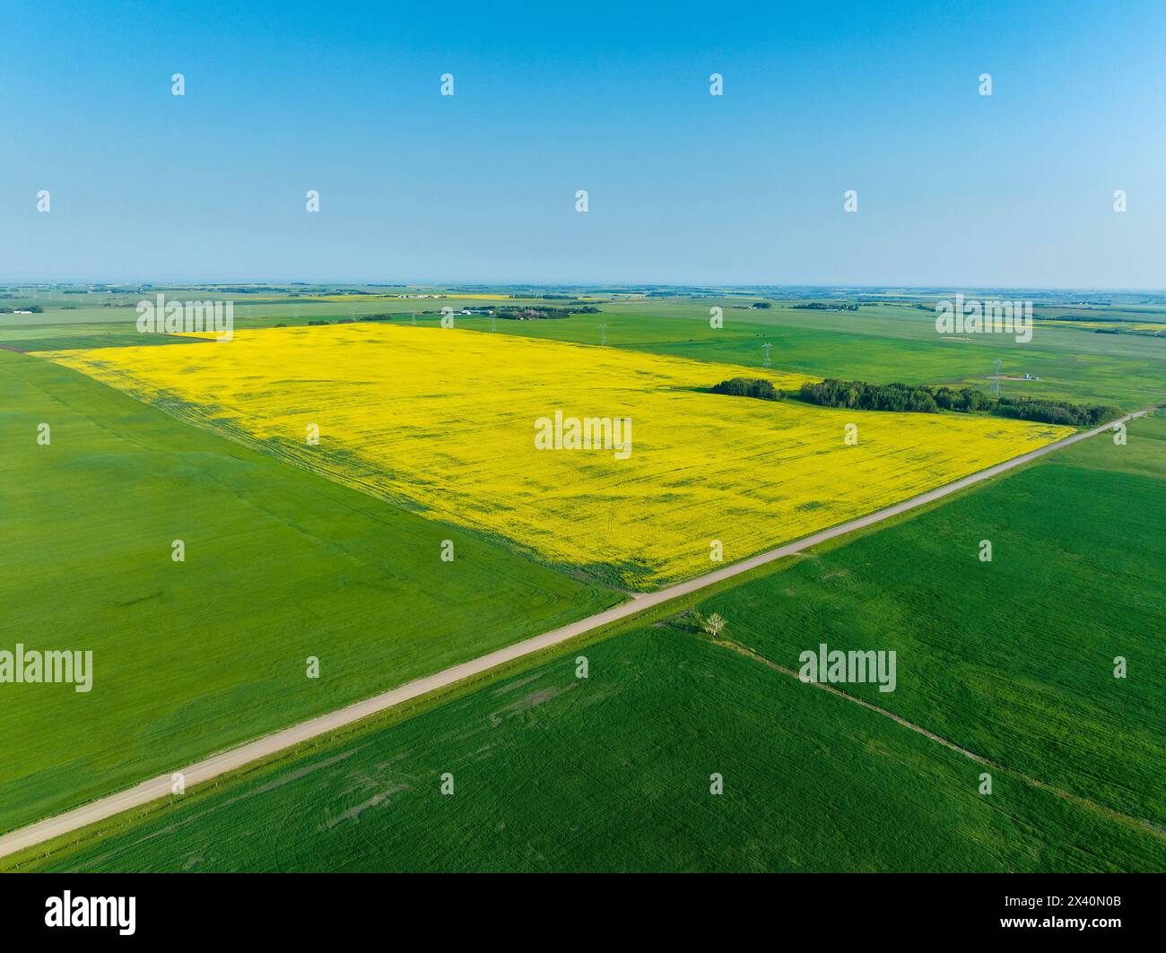 Aerial view of flowering canola field surrounding by green fields of ...