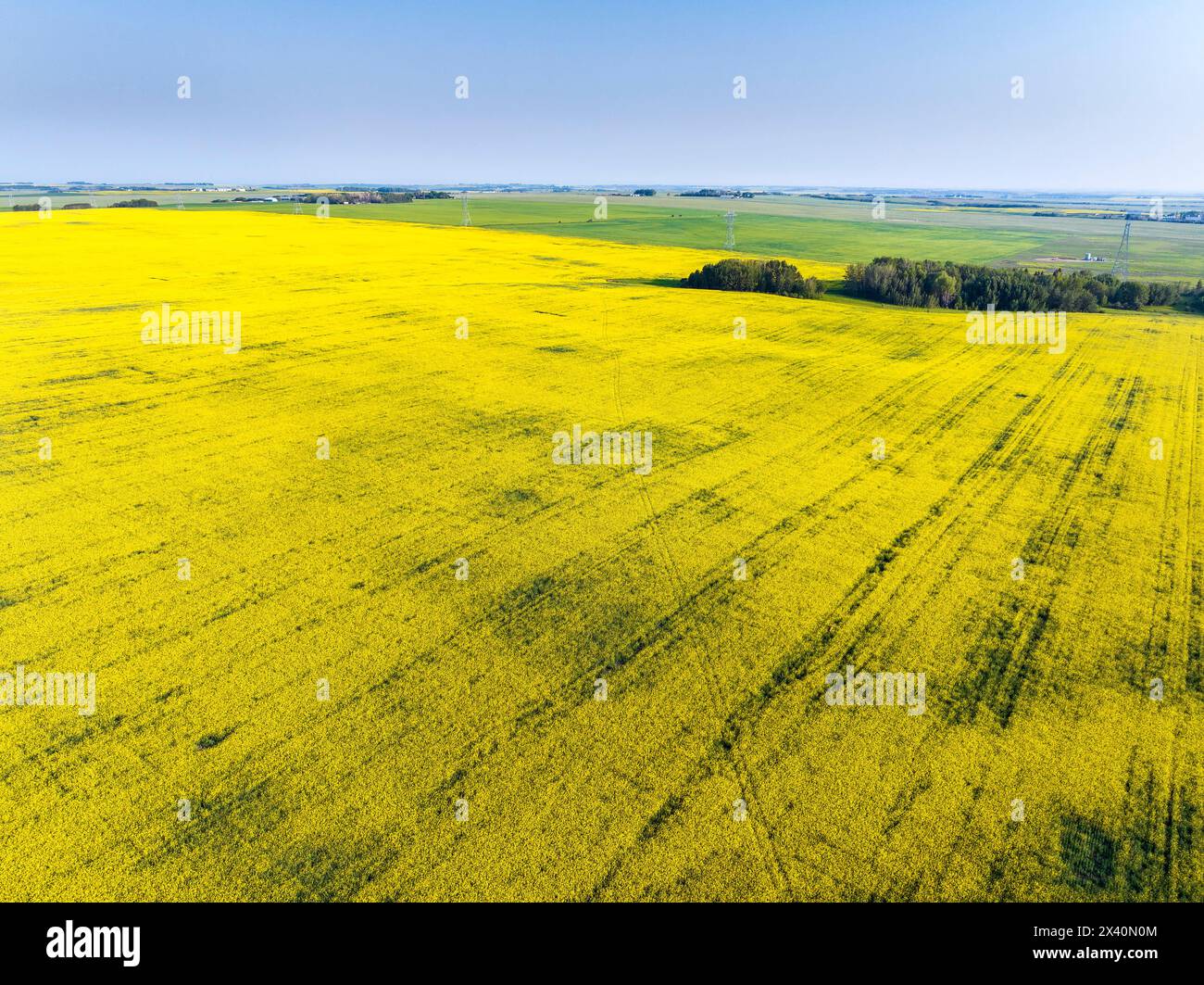 Aerial view of flowering canola field surrounding by green fields of ...