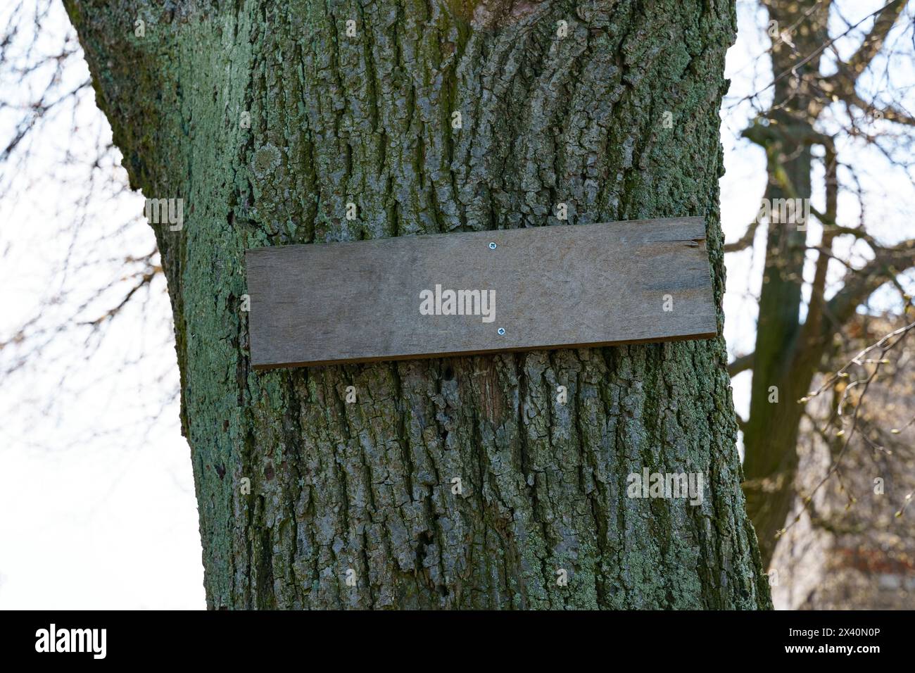 A blank wooden board mounted on a rugged tree trunk, ready for signage ...