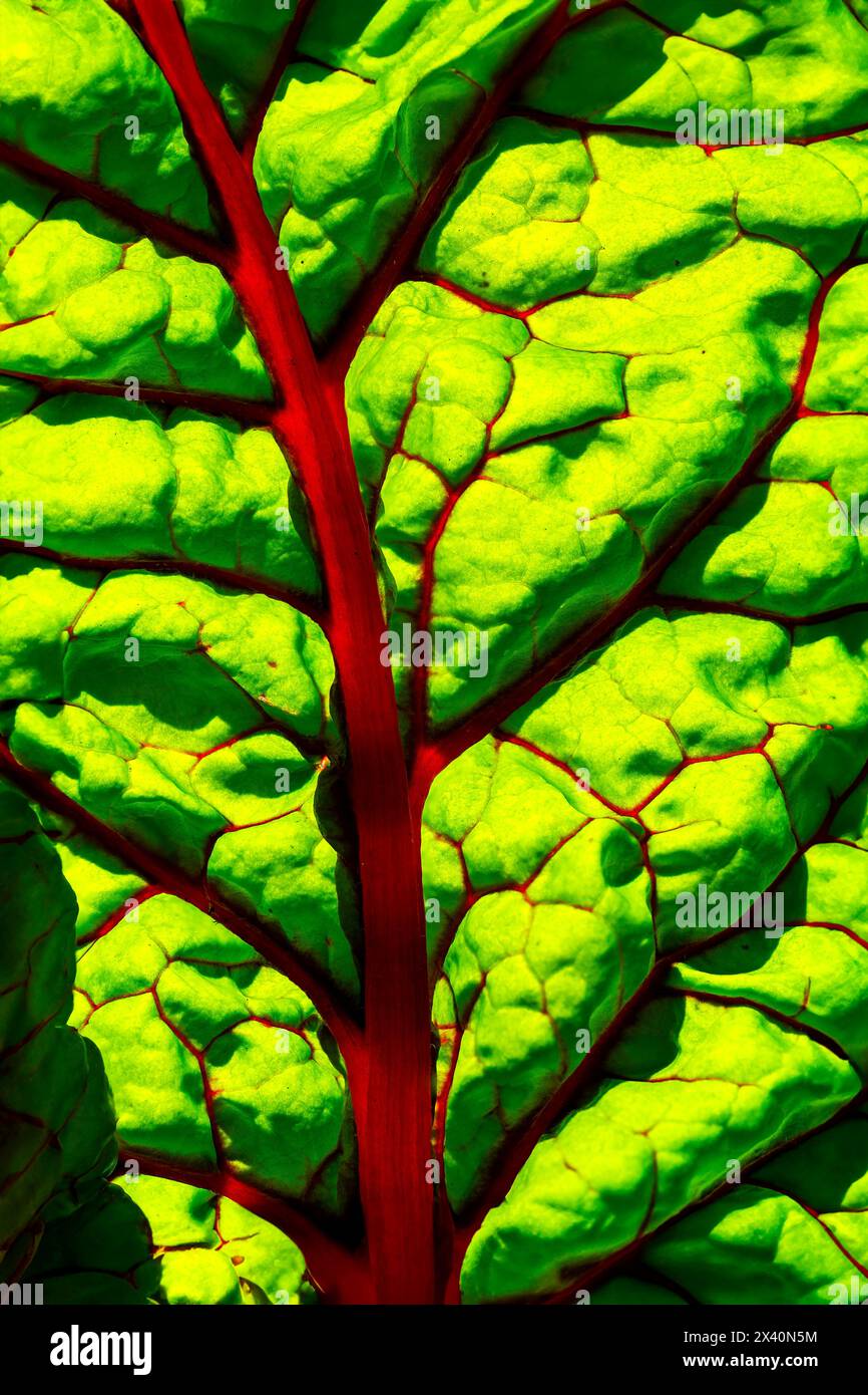 Extreme close-up of a colourful glowing swiss chard (Beta vulgaris ...
