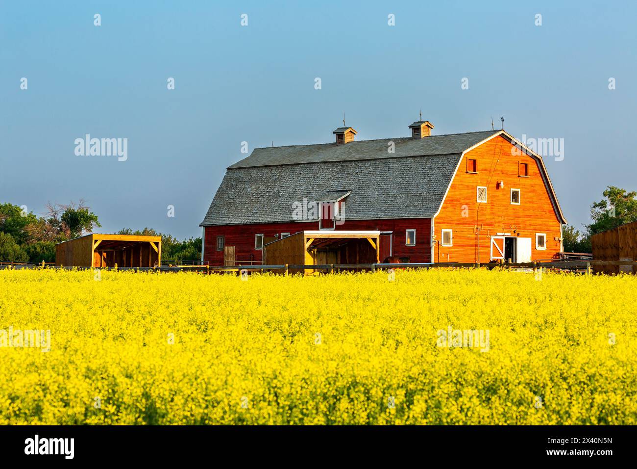Large red barn glowing warmly at sunrise with a flowering canola field ...