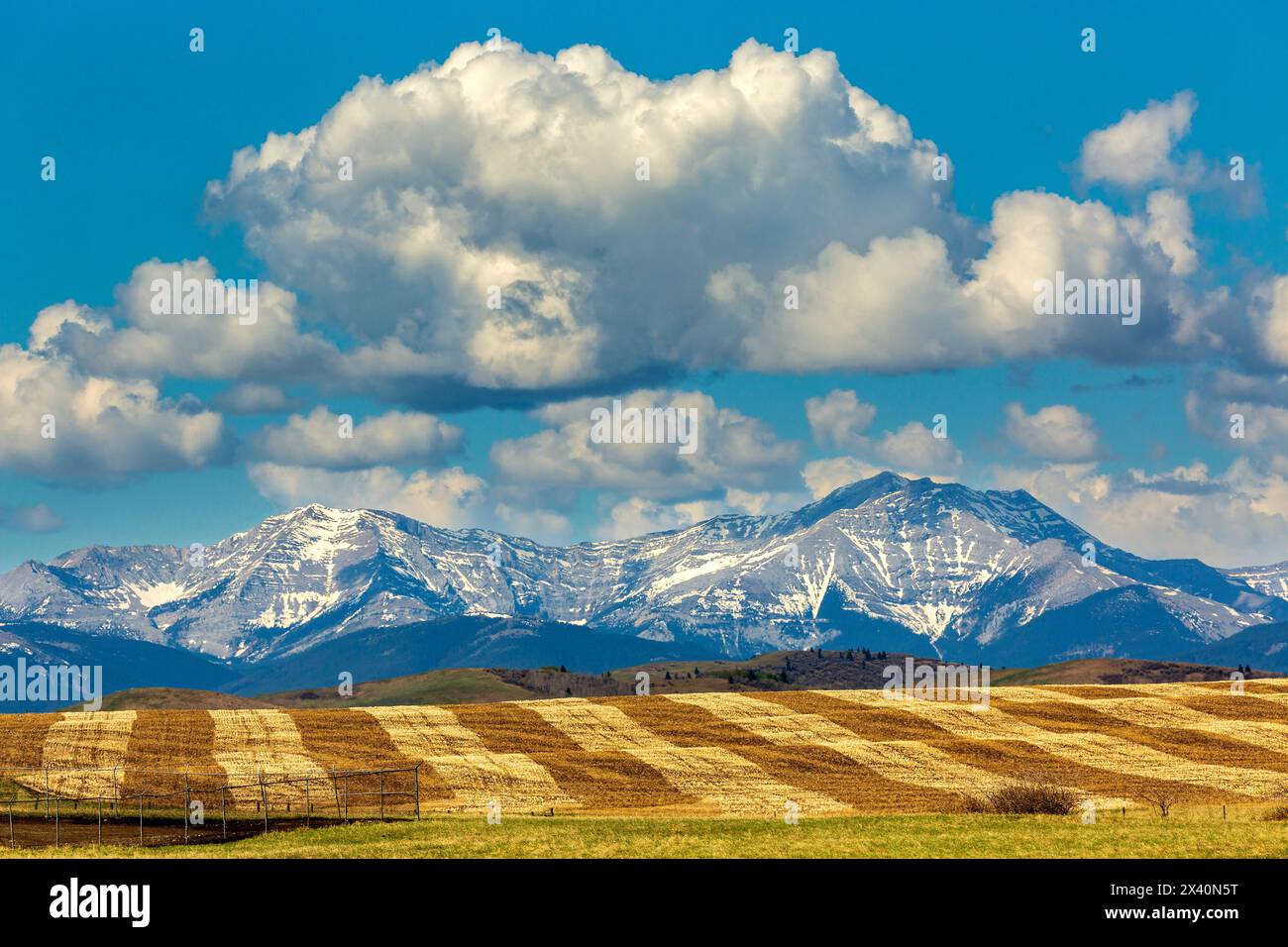 Rolling cut grain field with harvest lines and mountain range in the ...