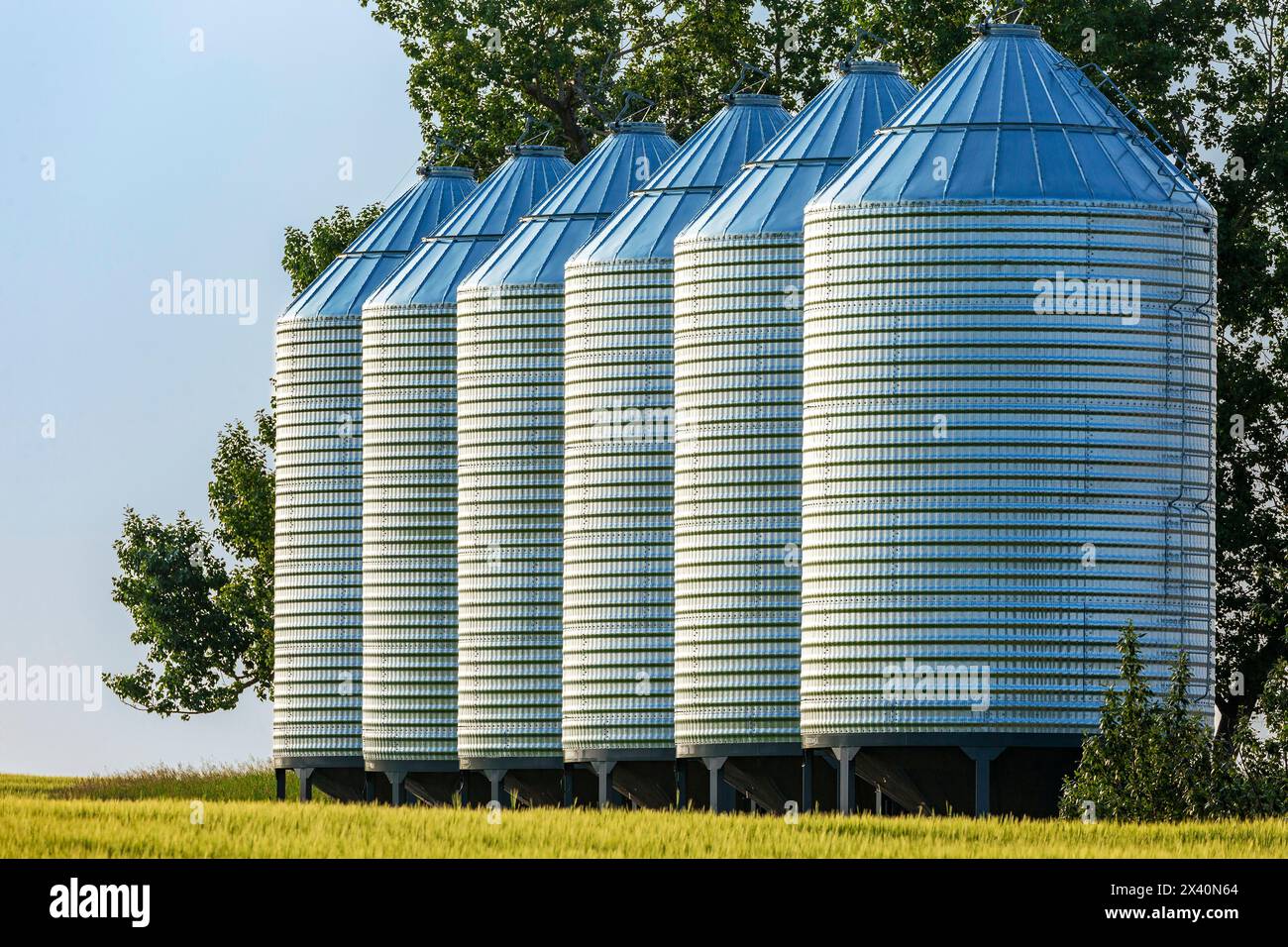 Row of large metal grain bins in a young wheat field, with trees and ...