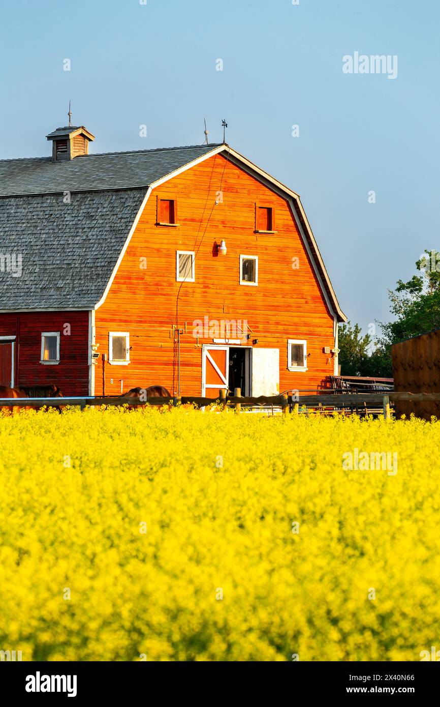 Large red barn glowing warmly at sun rise, with a flowering canola ...