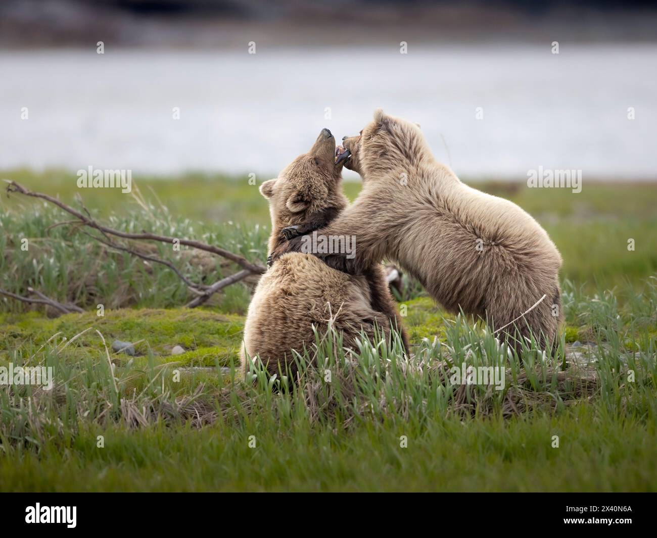 Yearling brown bear siblings (Ursus arctos) roughhousing near McNeil ...
