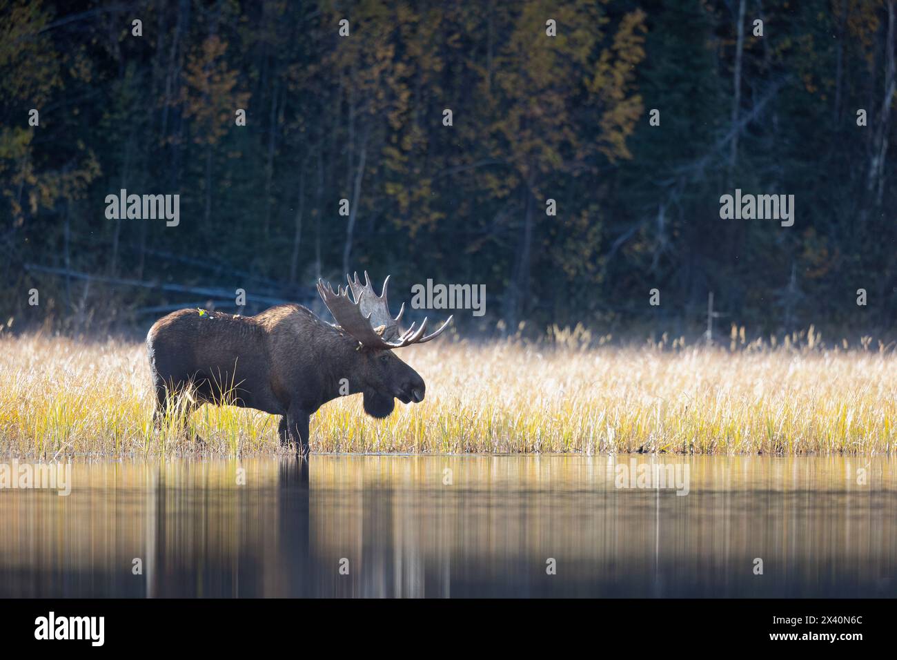 Mature Alaska bull moose (Alces alces) with a large rack of antlers ...