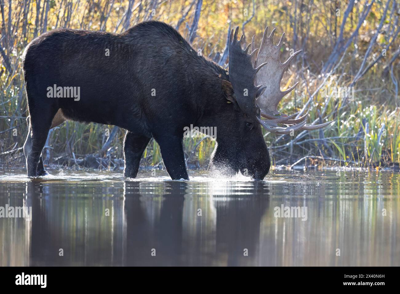 Mature Alaska bull moose (Alces alces) with a large rack of antlers ...