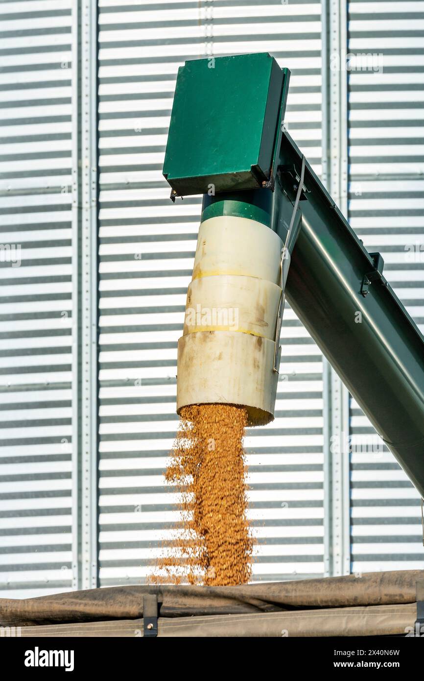Close-up of a grain auger filling a truck with a large metal grain bin ...