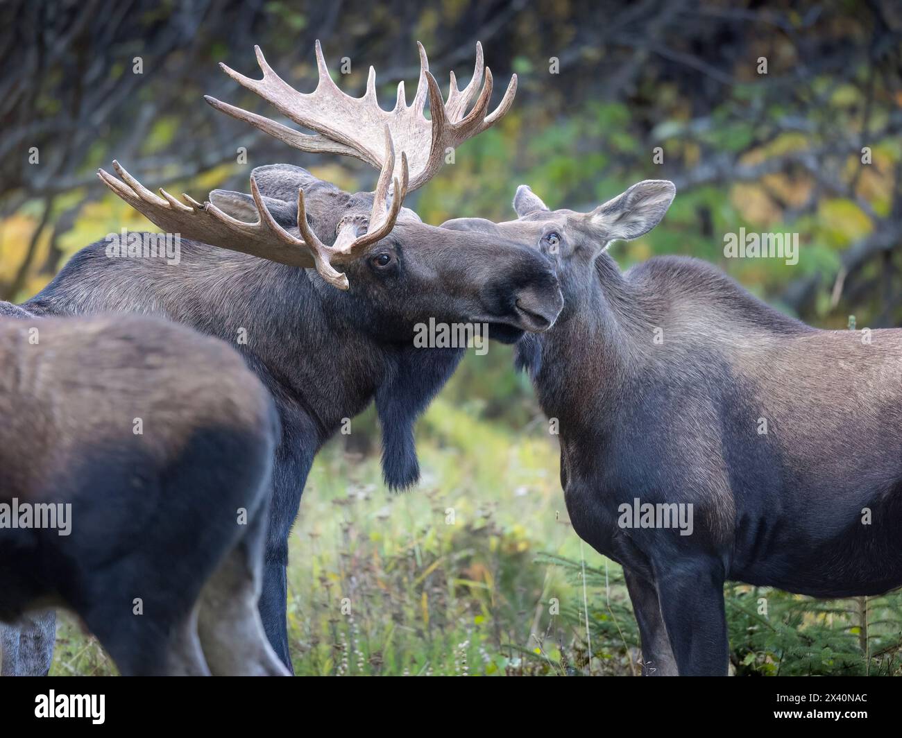 Bull mating with cow hi-res stock photography and images - Alamy