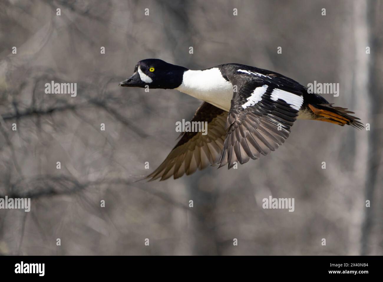 Goldeneye duck in flight hi-res stock photography and images - Alamy