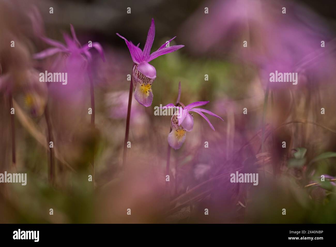 Fairy slipper (Calypso bulbosa) in bloom in a meadow; Yukon, Canada ...