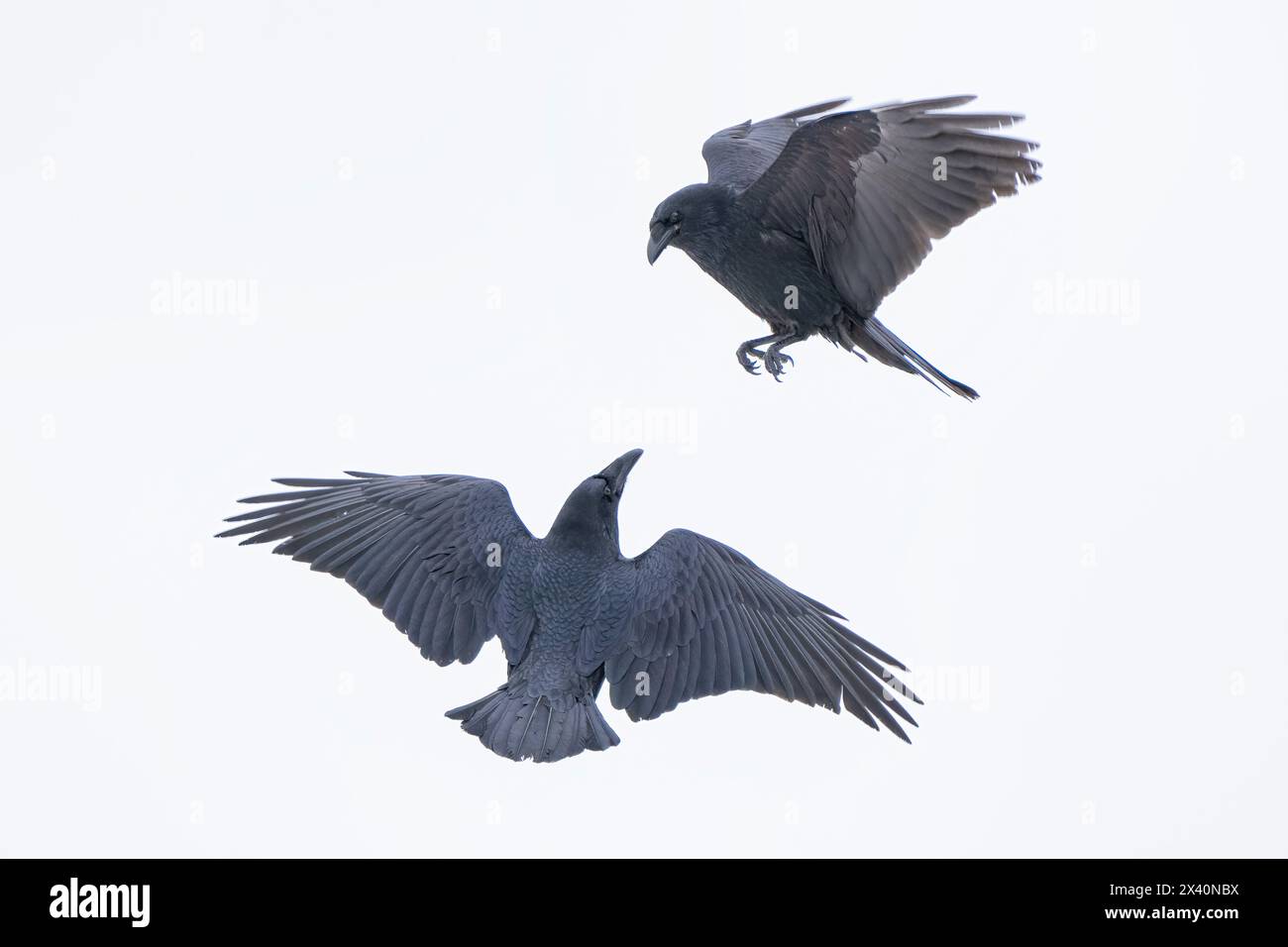 Common Ravens (Corvus corax) play together in the air; Whitehorse ...
