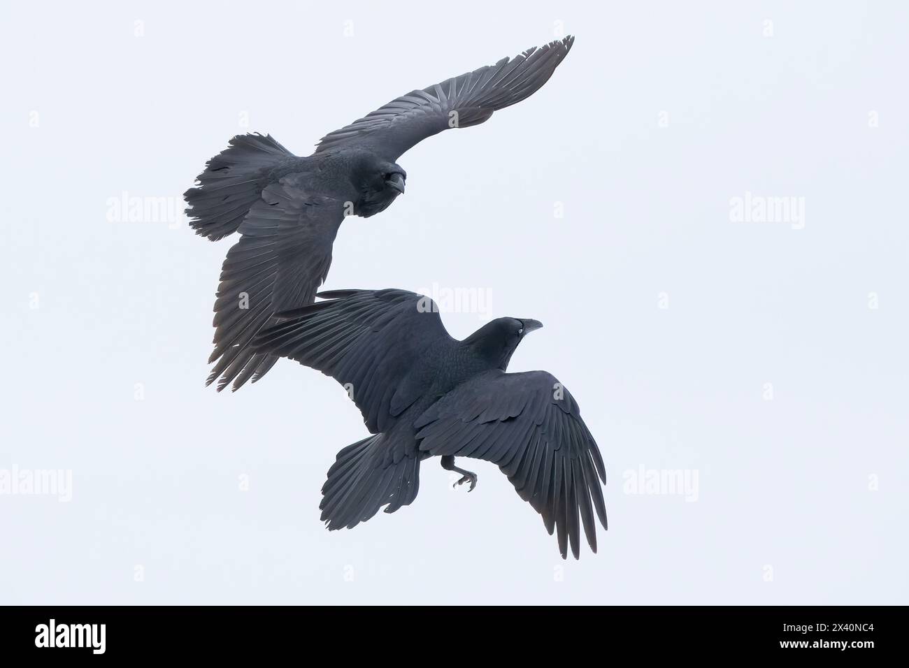 Common Ravens (Corvus corax) play together in the air; Whitehorse ...