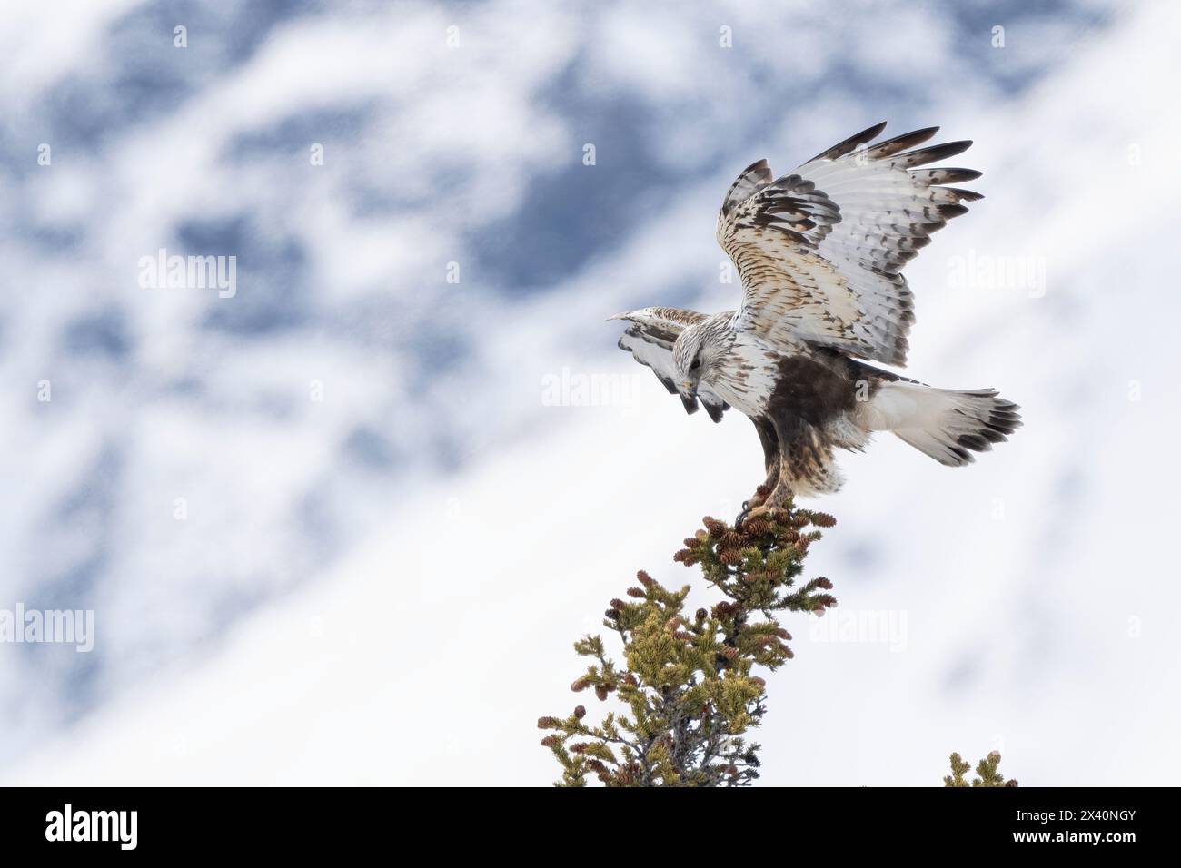 Rough-legged hawk (Buteo lagopus) landing on a treetop with a snowy ...