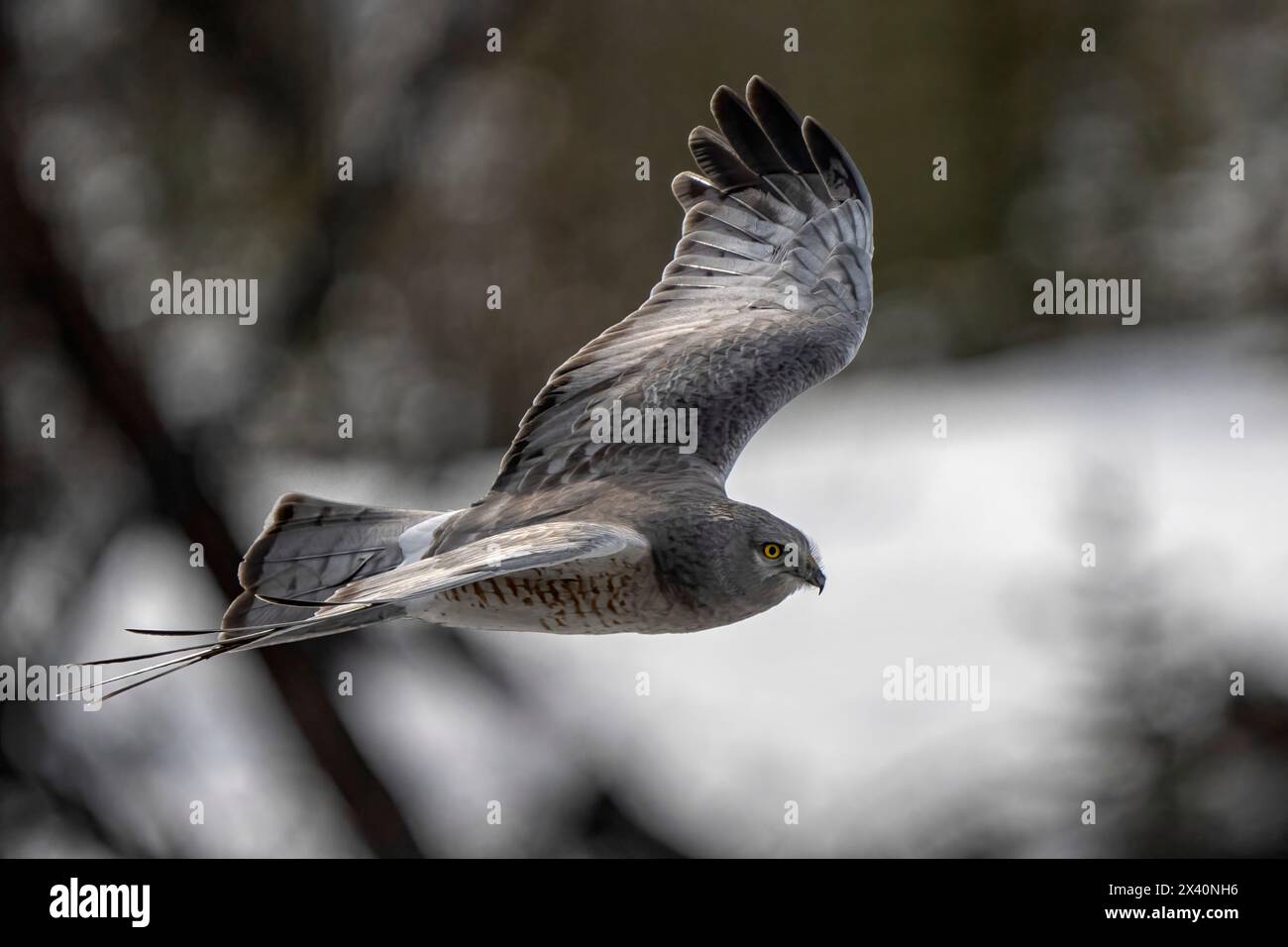 Northern harrier (Circus hudsonius), also known as the Marsh hawk or ...