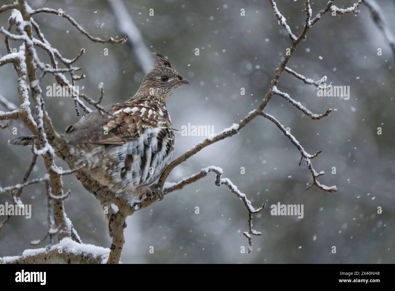 Spruce grouse (Canachites canadensis) sits in a tree during a snowfall ...